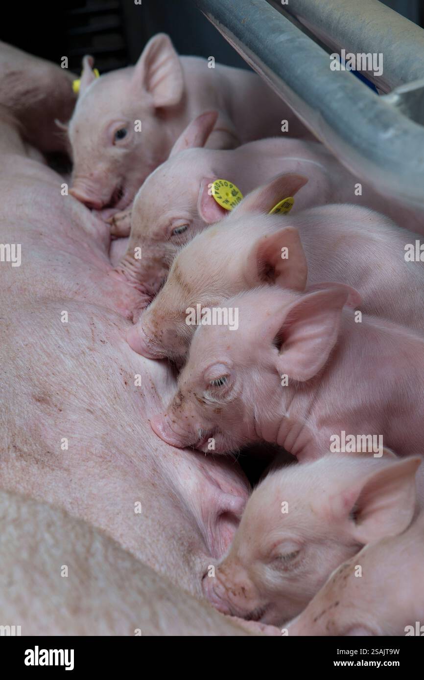 Lactating piglets, drinking milk from the utter of the sow. Pig ...