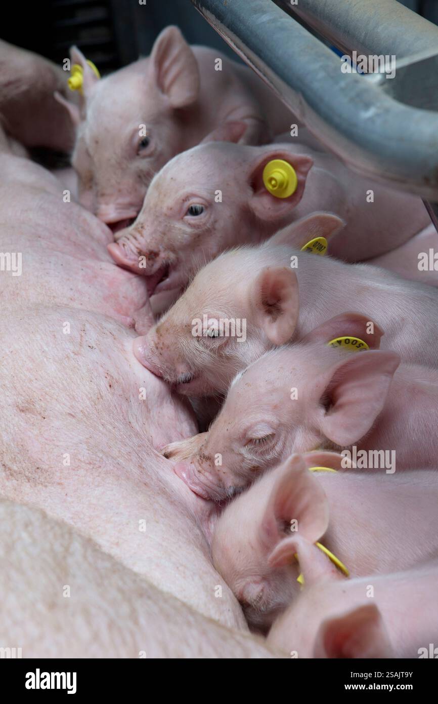 Lactating piglets, drinking milk from the utter of the sow. Pig ...