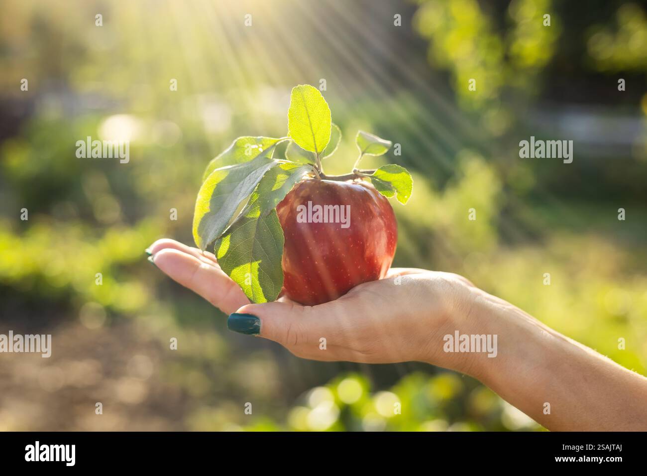 Hand holding shiny red apple hi-res stock photography and images - Alamy