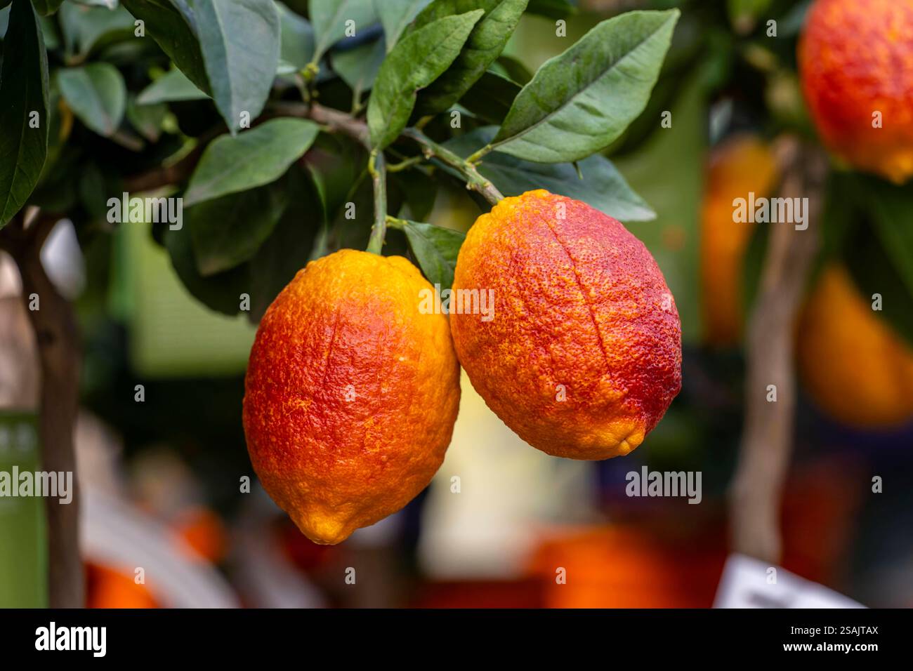 30.01.2025, Blumen Gilg in Buchloe, Im Angebot im Verkaufsraum: Orangen ...