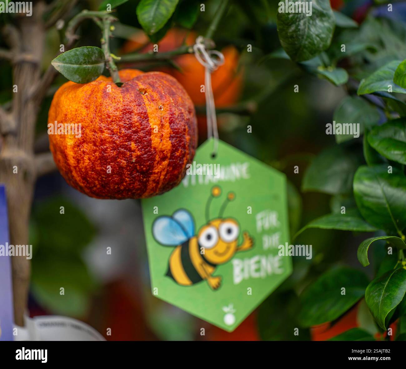 30.01.2025, Blumen Gilg in Buchloe, Im Angebot im Verkaufsraum: Orangen ...