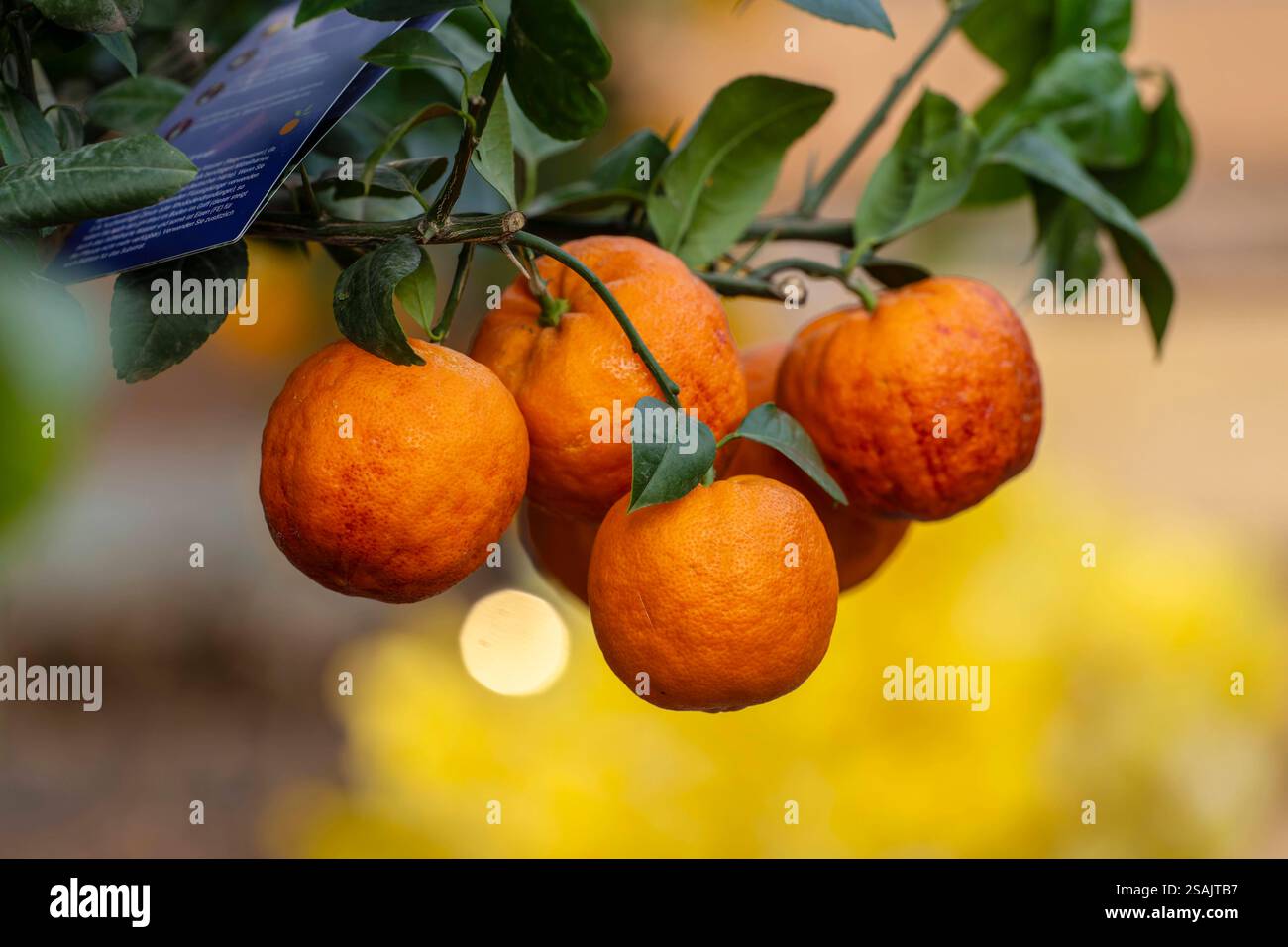 30.01.2025, Blumen Gilg in Buchloe, Im Angebot im Verkaufsraum: Orangen ...