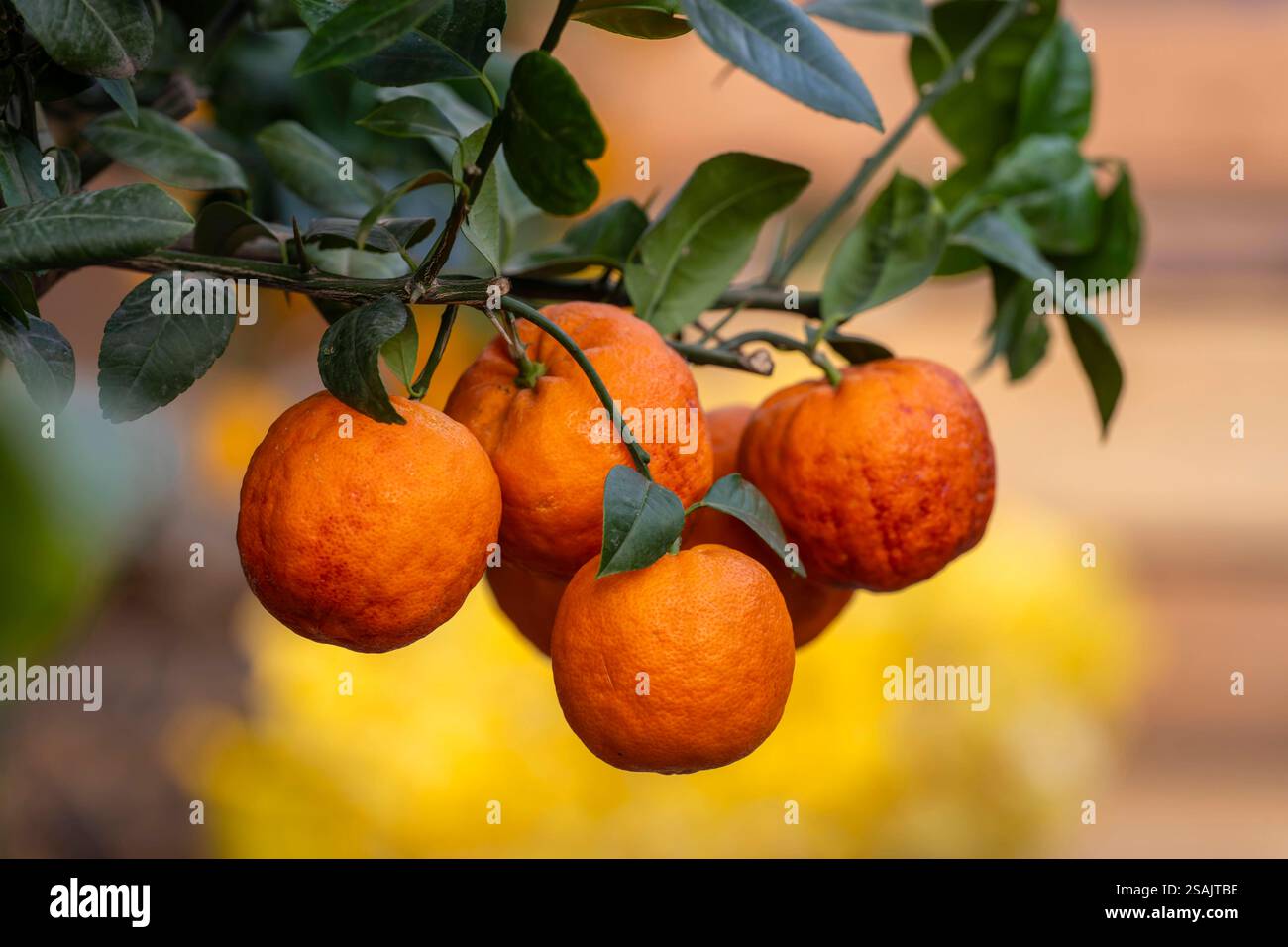 30.01.2025, Blumen Gilg in Buchloe, Im Angebot im Verkaufsraum: Orangen ...