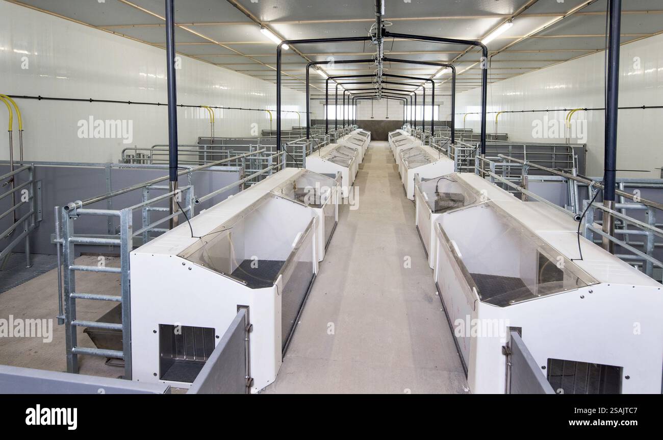 New built pig stable ready to use. Pig breeding. Pigs and piglets in ...