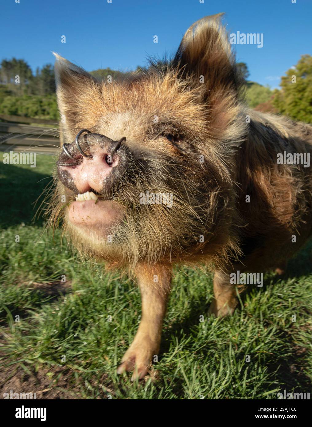 Longhaired pig head at Rotorua New Zealand. At the farm. Pig breeding ...