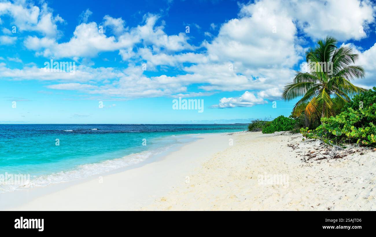 Palm tree in Shoal Bay beach, Caribbean dream landscape in Anguilla ...