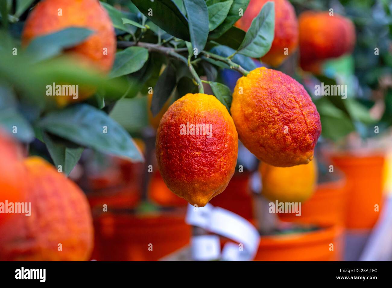 30.01.2025, Blumen Gilg in Buchloe, Im Angebot im Verkaufsraum: Orangen ...