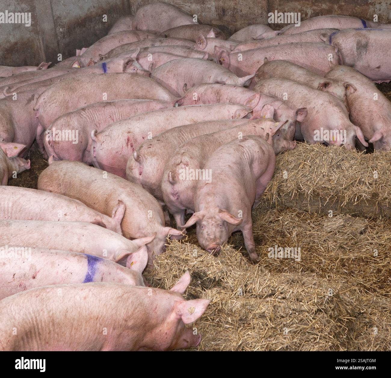 Many pigs in stable on straw,. Pig breeding. Pigs and piglets in stable ...