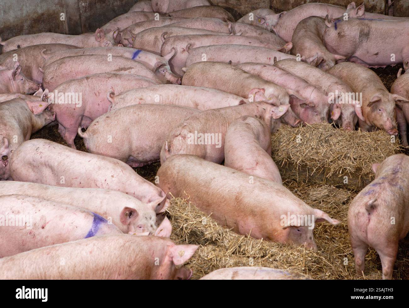 Many pigs in stable on straw,. Pig breeding. Pigs and piglets in stable ...