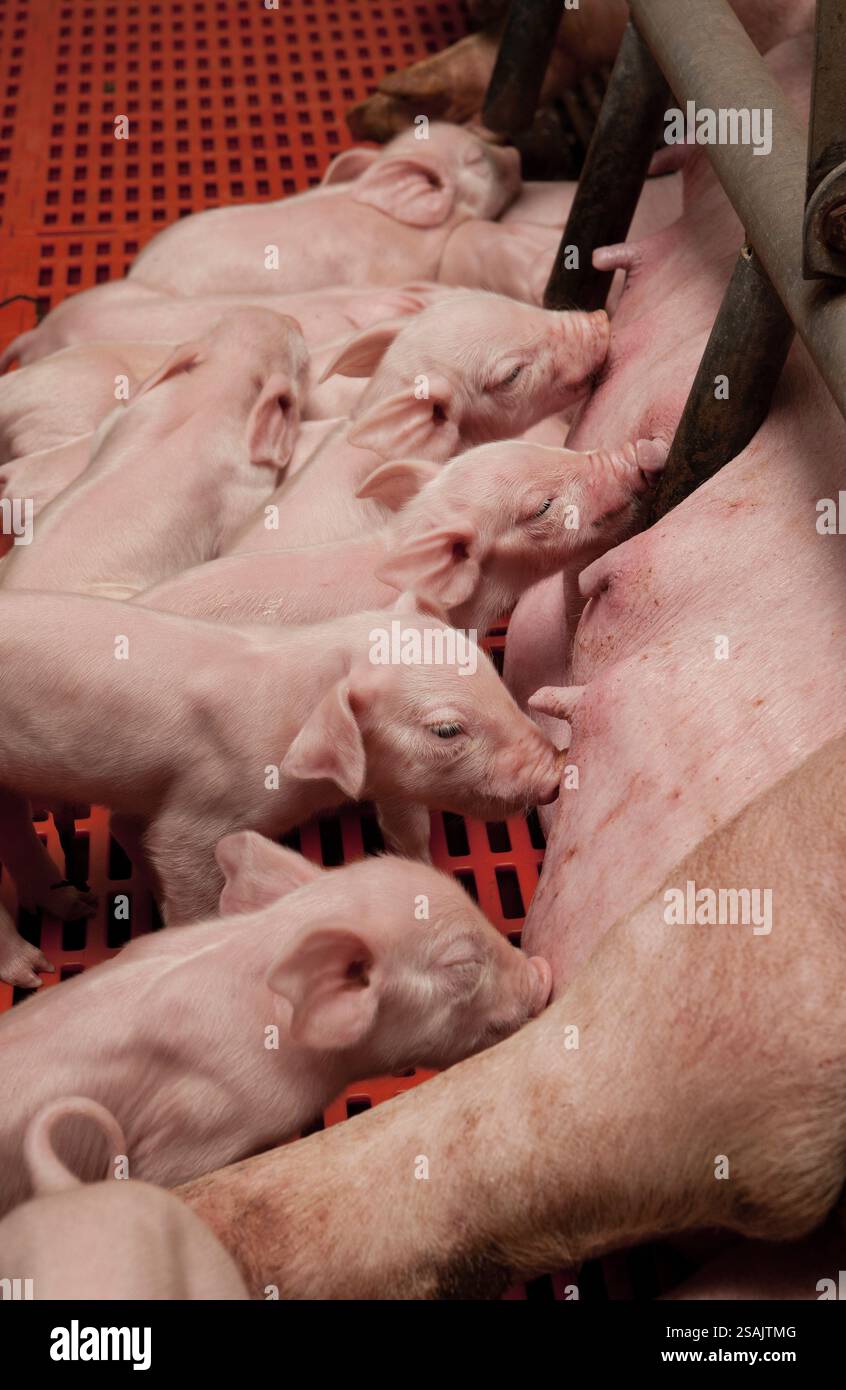 Lactating piglets, drinking milk from the utter of the sow. Pig ...