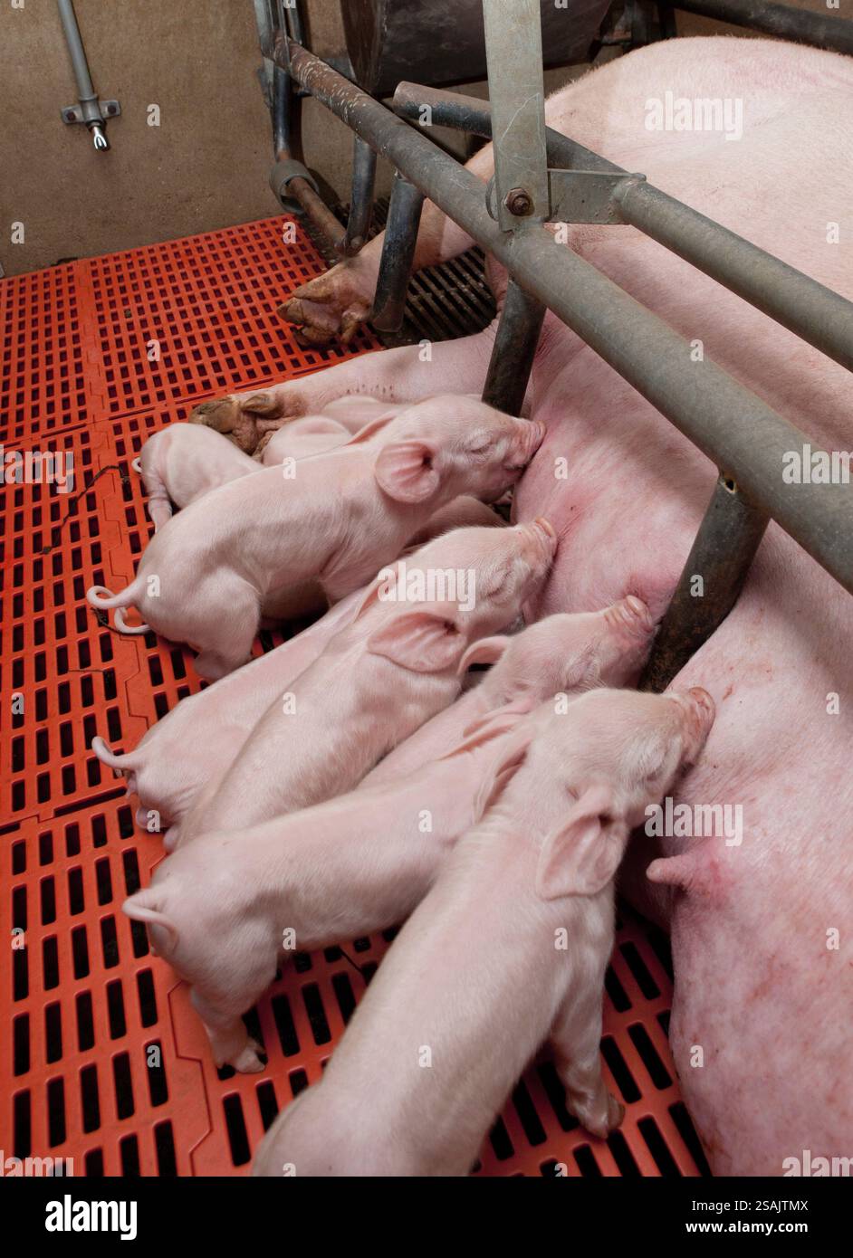 Lactating piglets, drinking milk from the utter of the sow. Pig ...