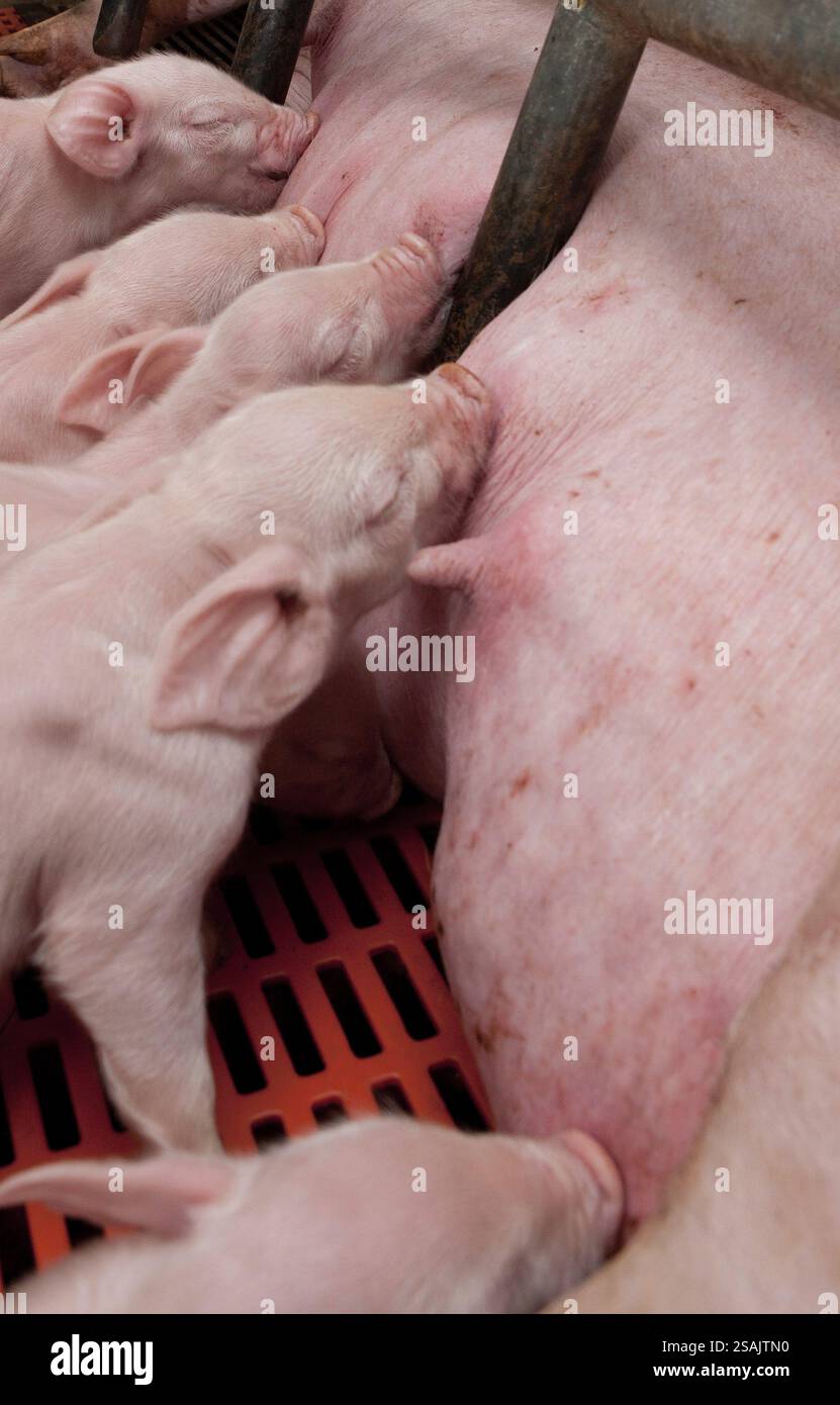 Lactating piglets, drinking milk from the utter of the sow. Pig ...