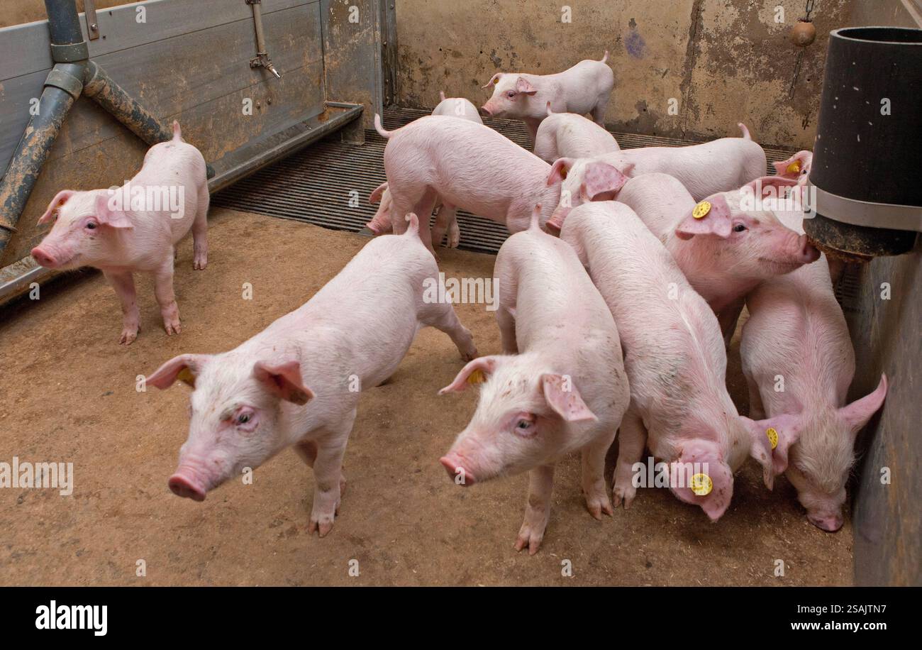 Pig breeding. Pigs and piglets in stable. intensive livestock farming ...