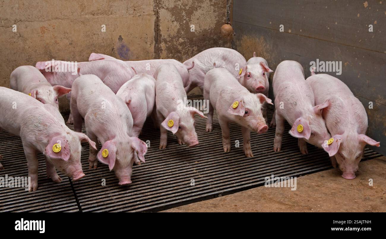 Pig breeding. Pigs and piglets in stable. intensive livestock farming ...