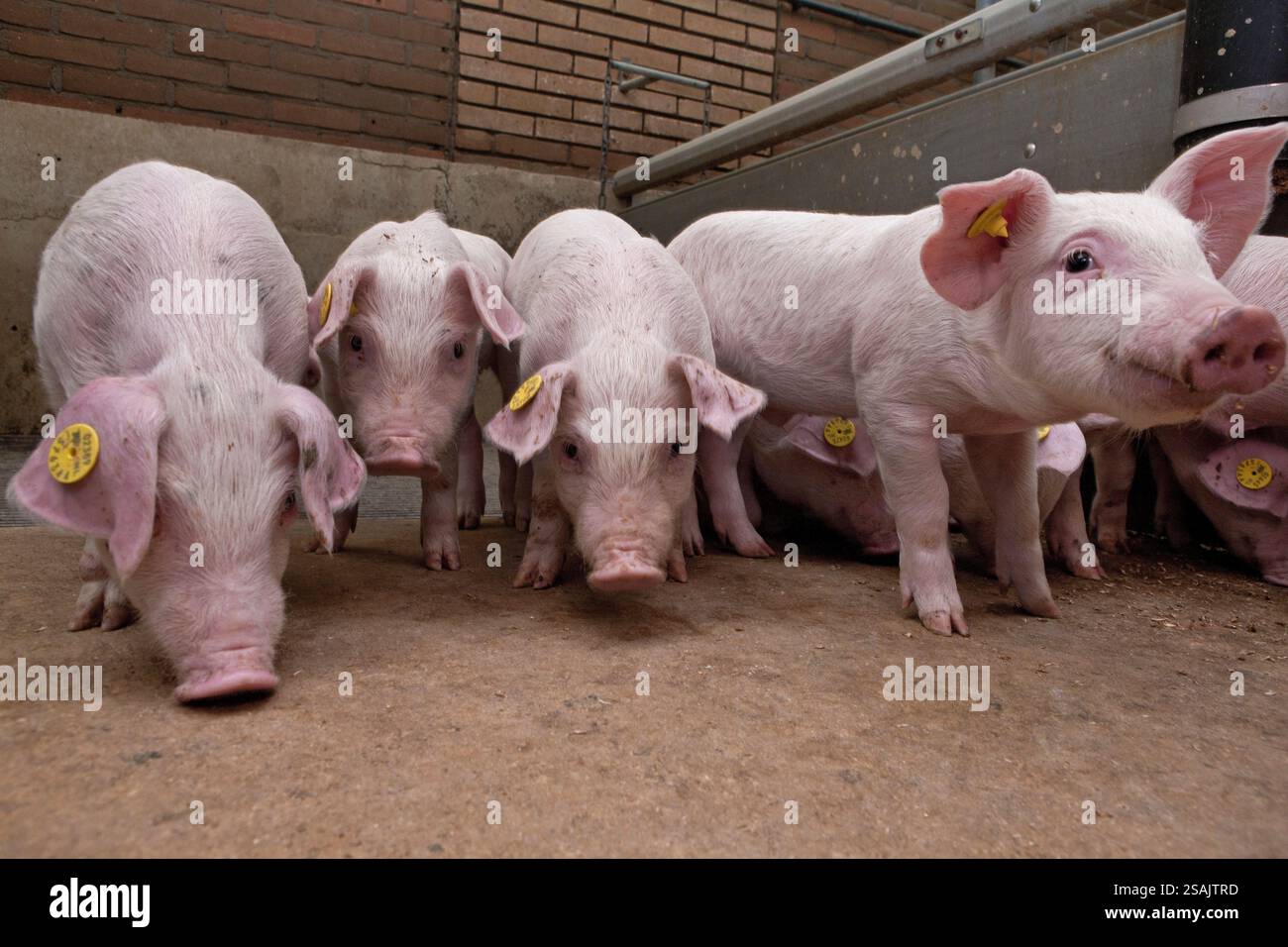 Pig breeding. Pigs and piglets in stable. intensive livestock farming ...