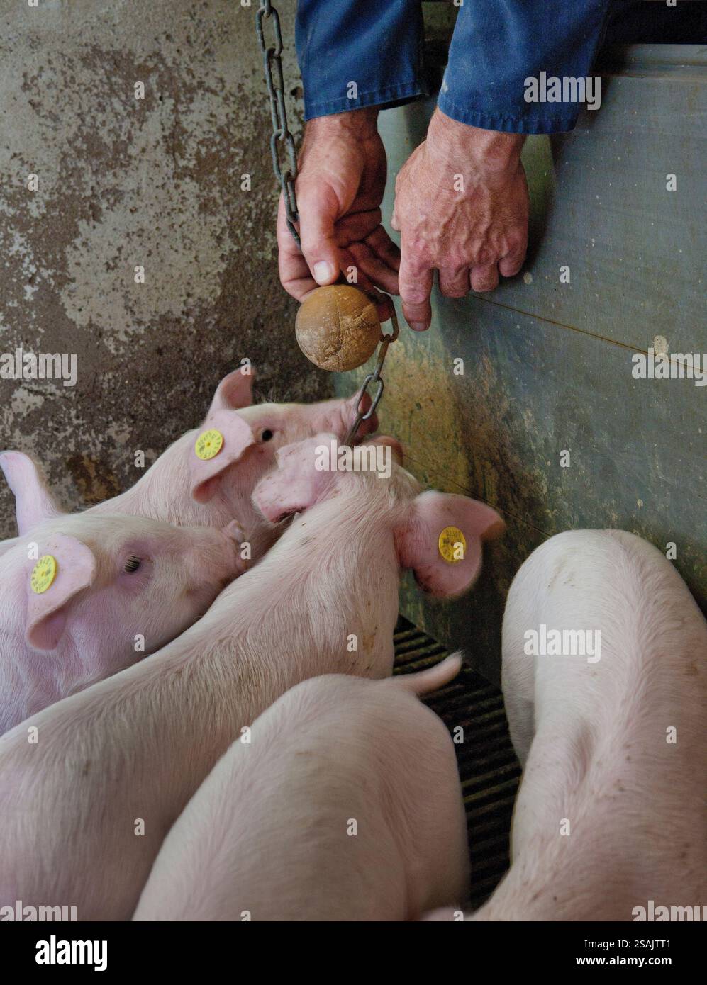 Pig breeding. Pigs and piglets in stable. intensive livestock farming ...