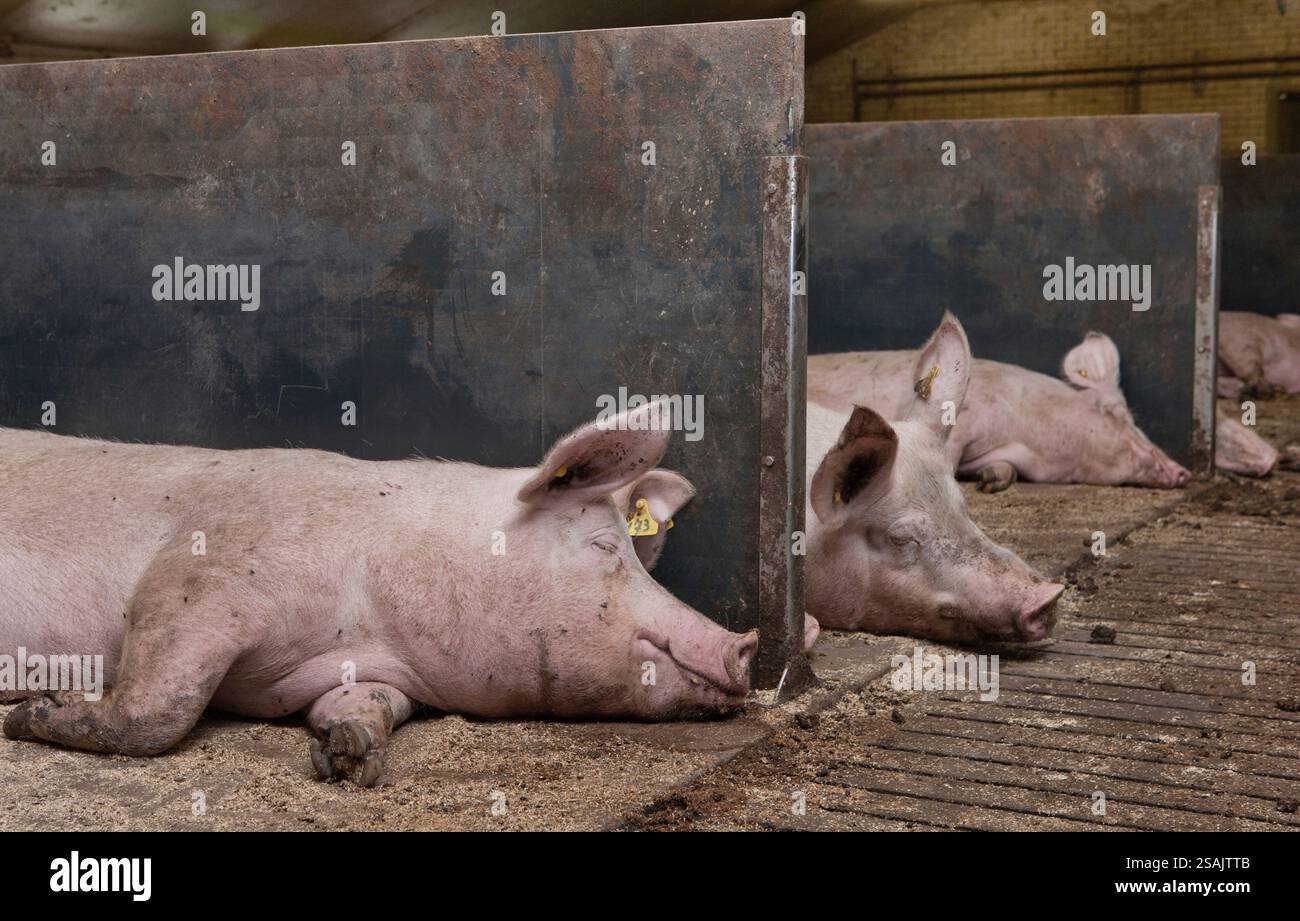 Pig breeding. Pigs and piglets in stable. intensive livestock farming ...