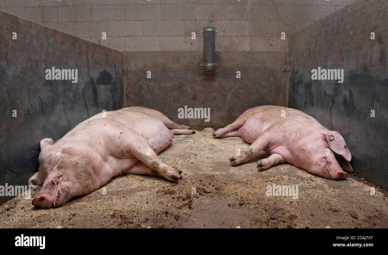 Pig breeding. Pigs and piglets in stable. intensive livestock farming ...