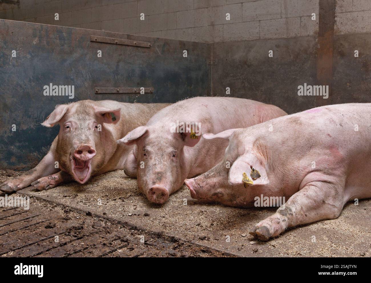 Pig breeding. Pigs and piglets in stable. intensive livestock farming ...