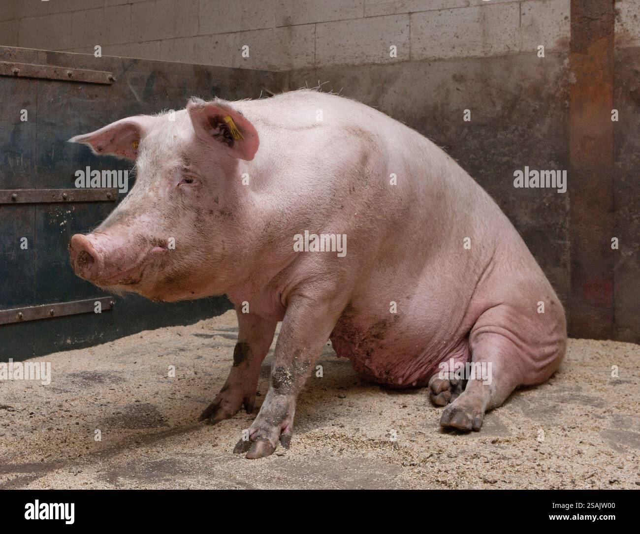 Pig breeding. Pigs and piglets in stable. intensive livestock farming ...