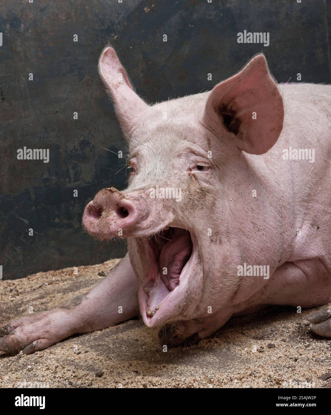 Pig breeding. Pigs and piglets in stable. intensive livestock farming ...