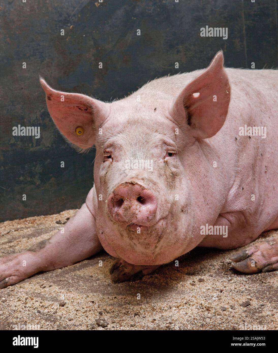 Pig breeding. Pigs and piglets in stable. intensive livestock farming ...