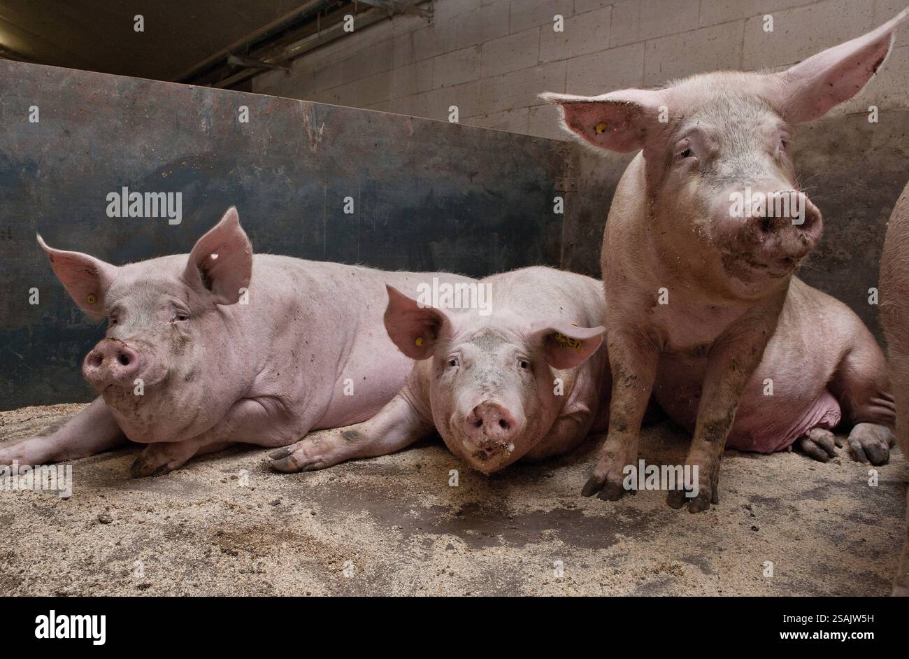 Pig breeding. Pigs and piglets in stable. intensive livestock farming ...