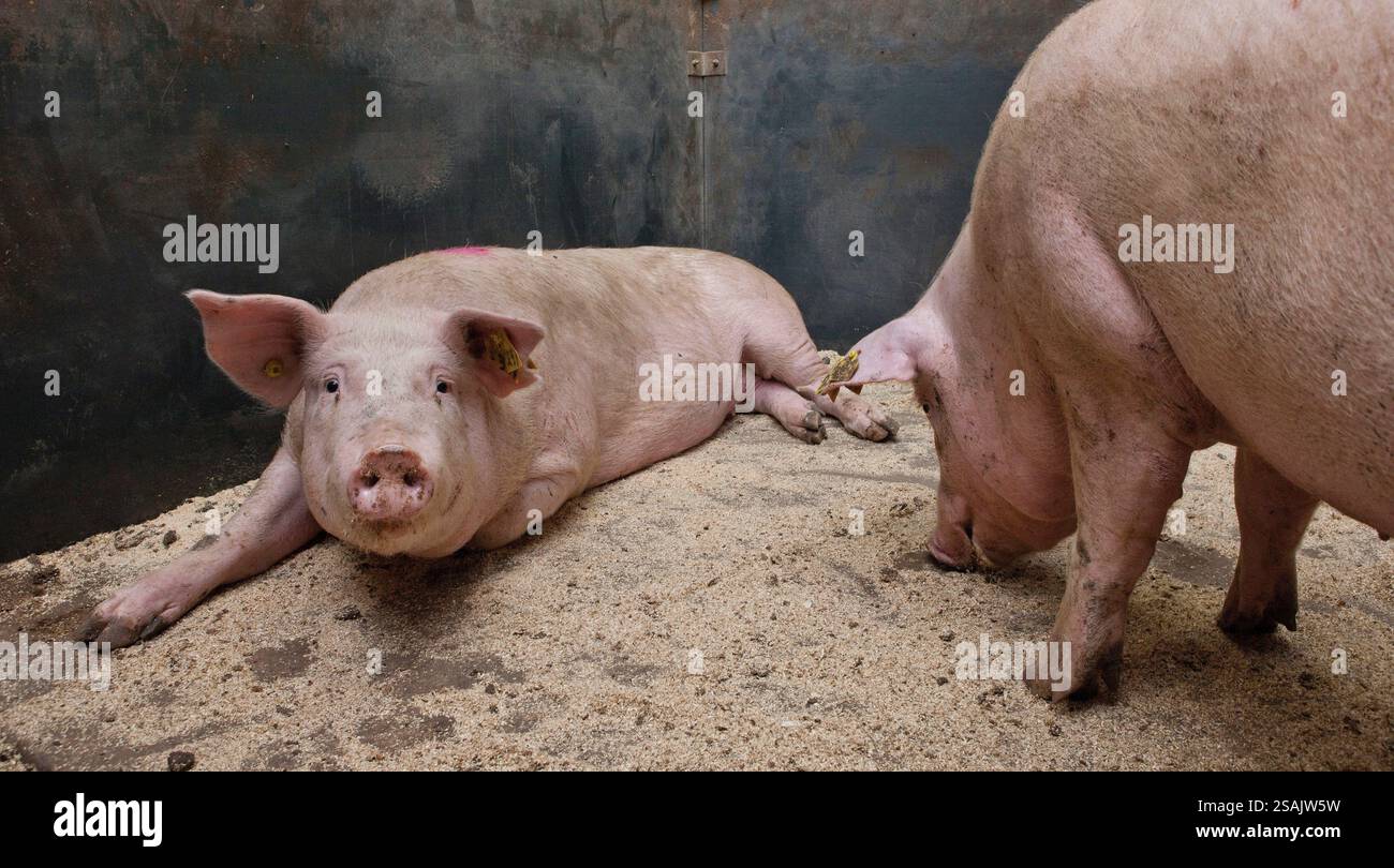 Pig breeding. Pigs and piglets in stable. intensive livestock farming ...