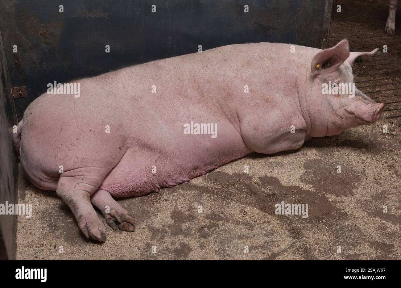 Pig breeding. Pigs and piglets in stable. intensive livestock farming ...