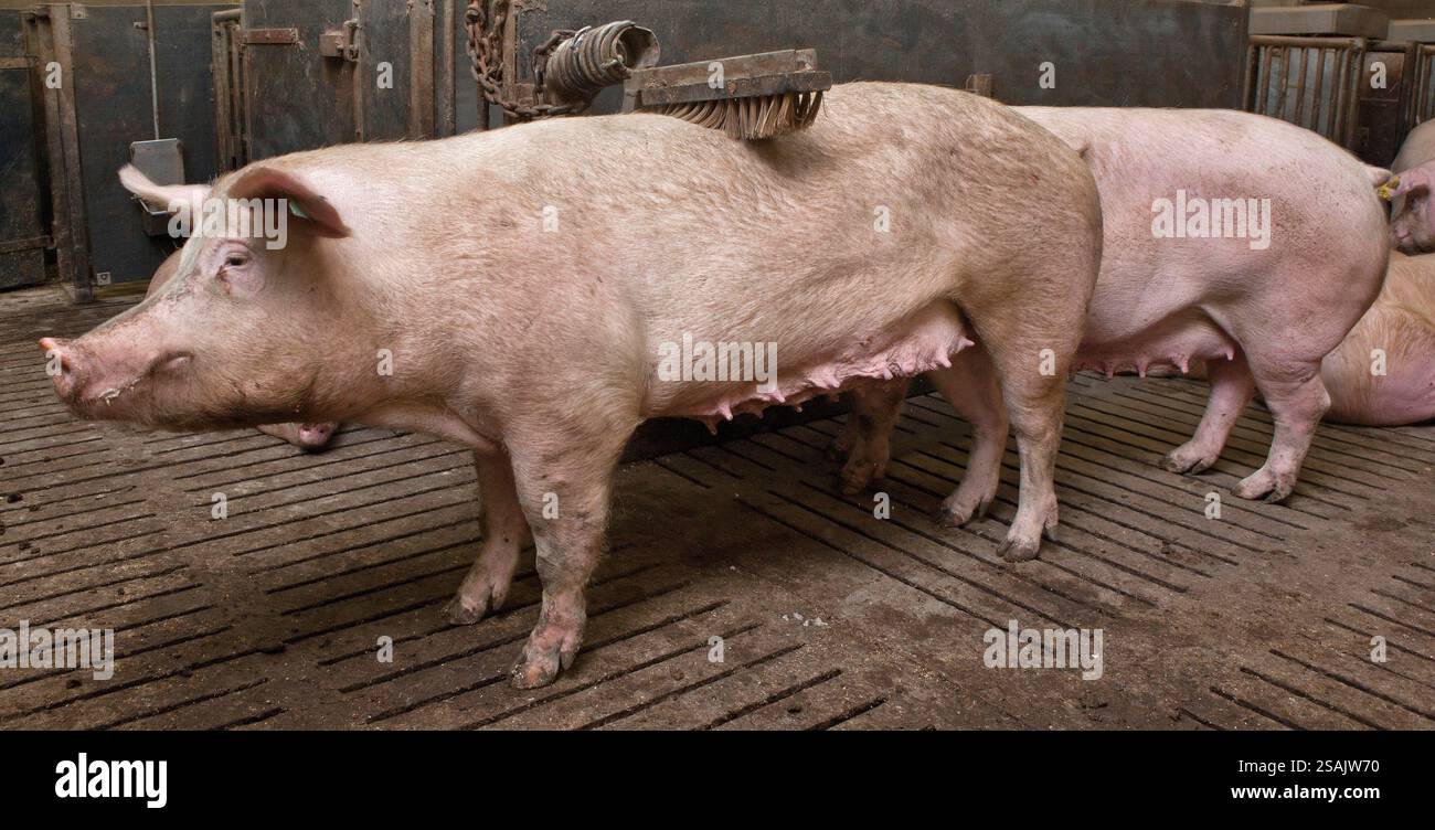 Pig breeding. Pigs and piglets in stable. intensive livestock farming ...