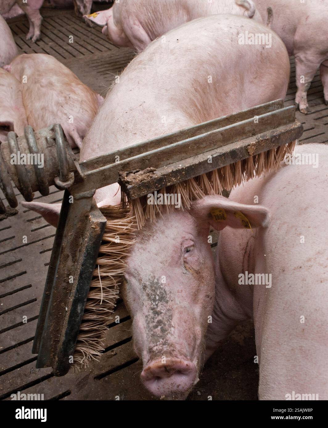 Pig breeding. Pigs and piglets in stable. intensive livestock farming ...