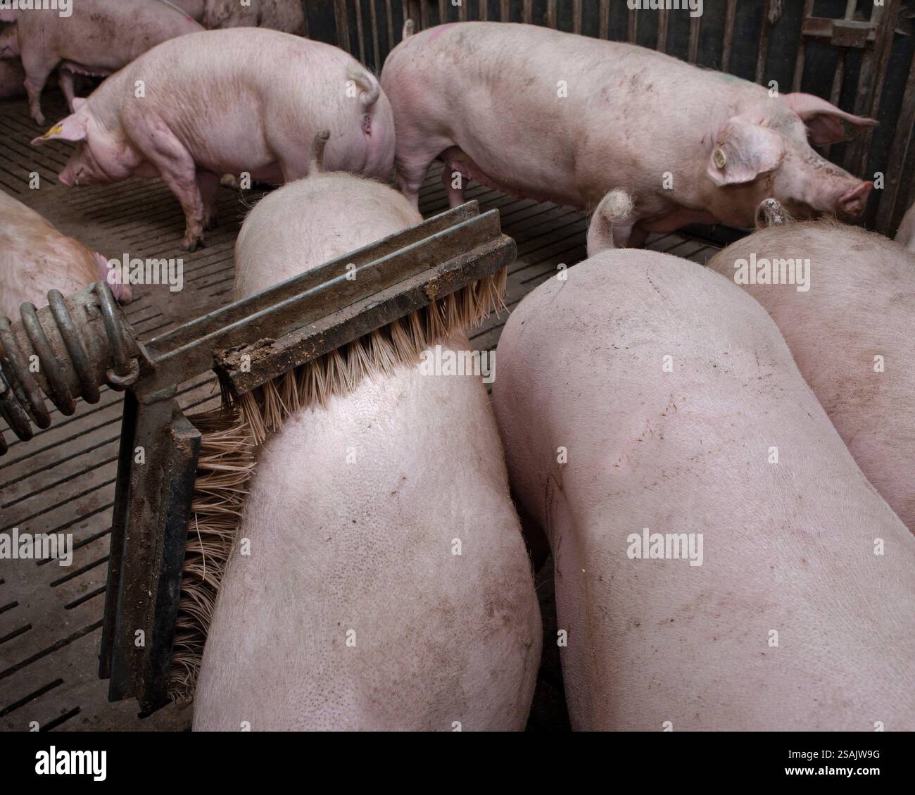 Pig breeding. Pigs and piglets in stable. intensive livestock farming ...