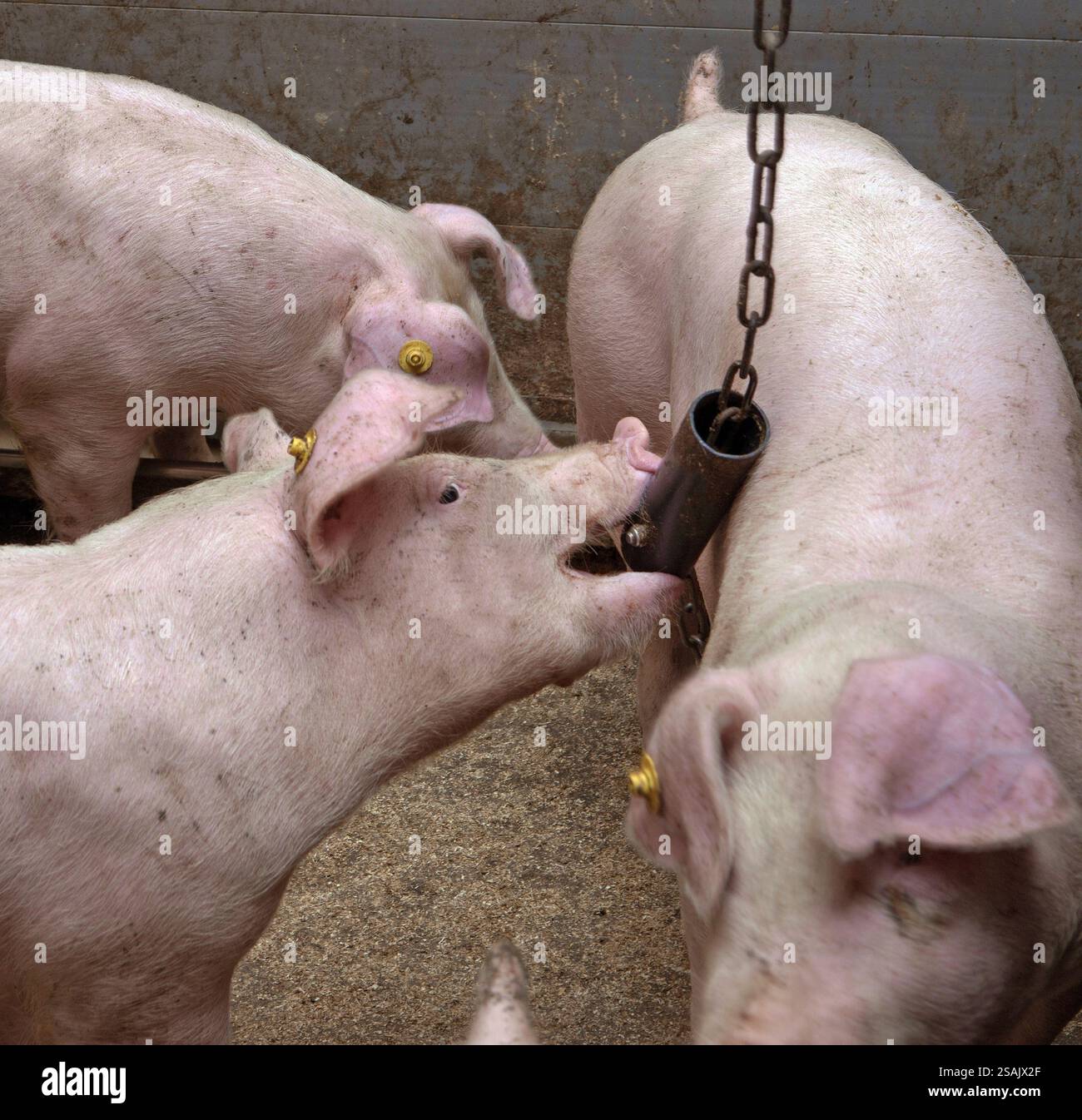 Pig breeding. Pigs and piglets in stable. intensive livestock farming ...