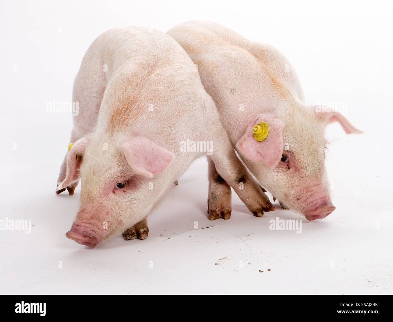 Pig breeding. Pigs and piglets in stable. intensive livestock farming ...