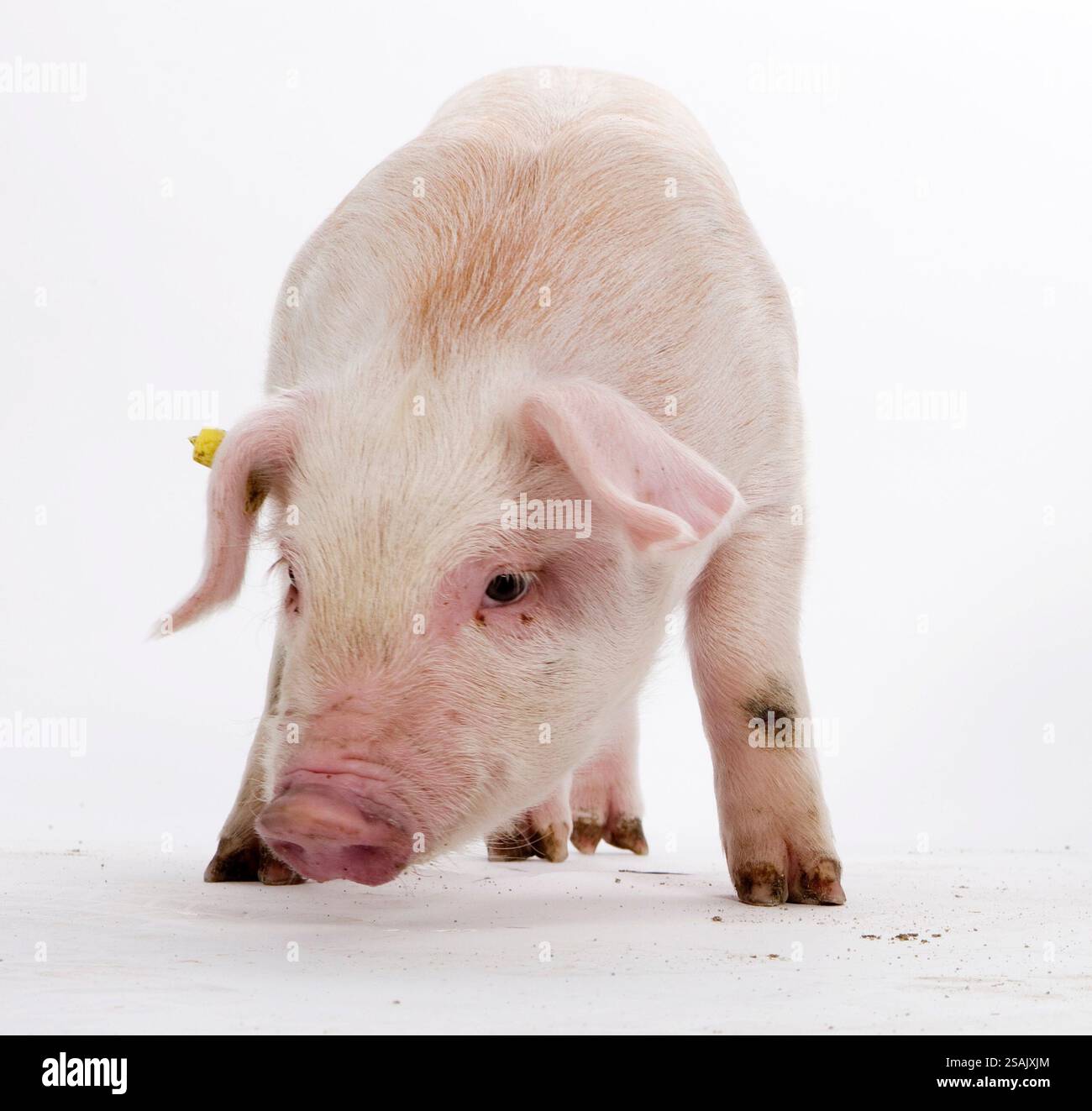 Pig breeding. Pigs and piglets in stable. intensive livestock farming ...