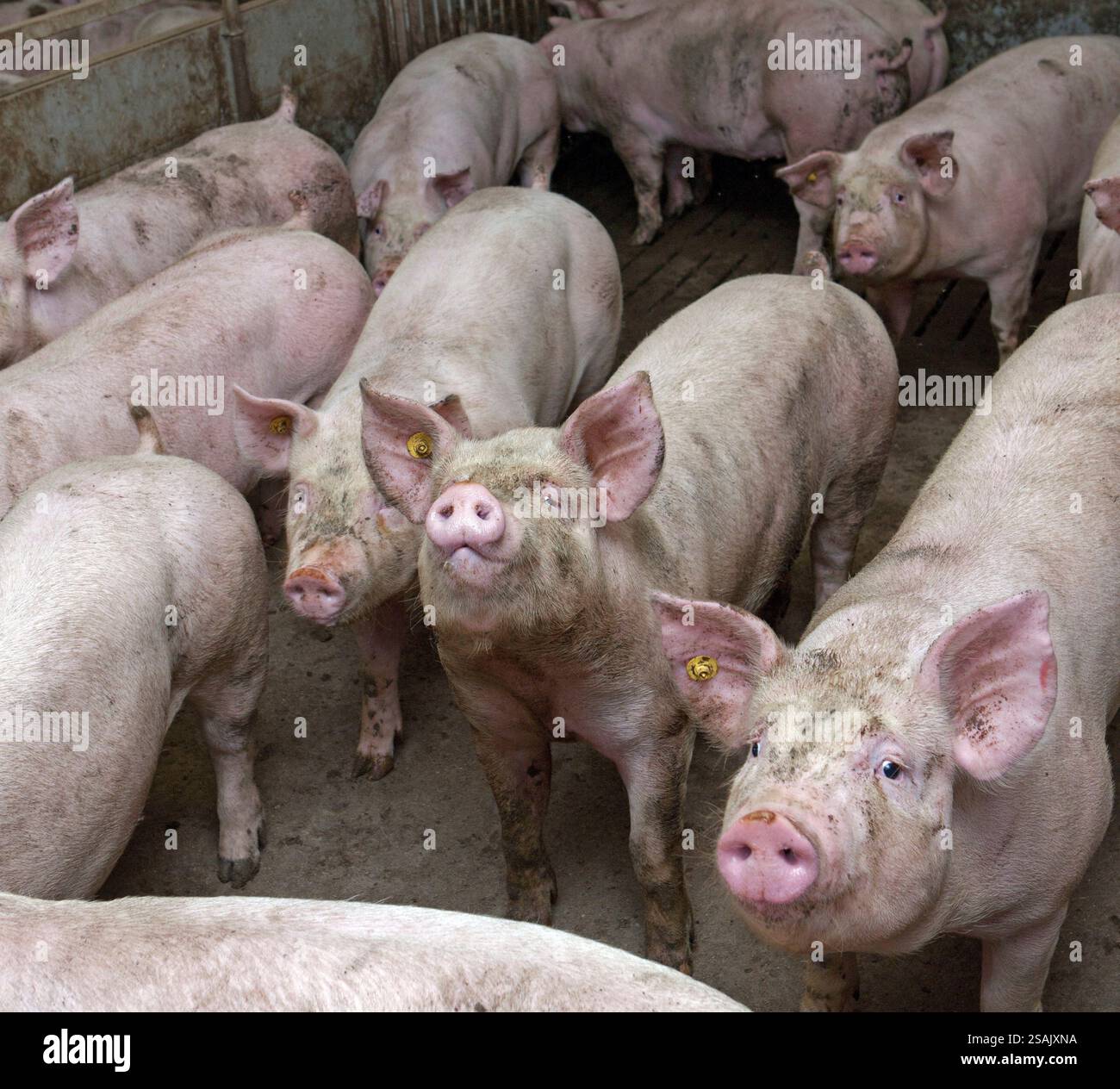 Pig breeding. Pigs and piglets in stable. intensive livestock farming ...