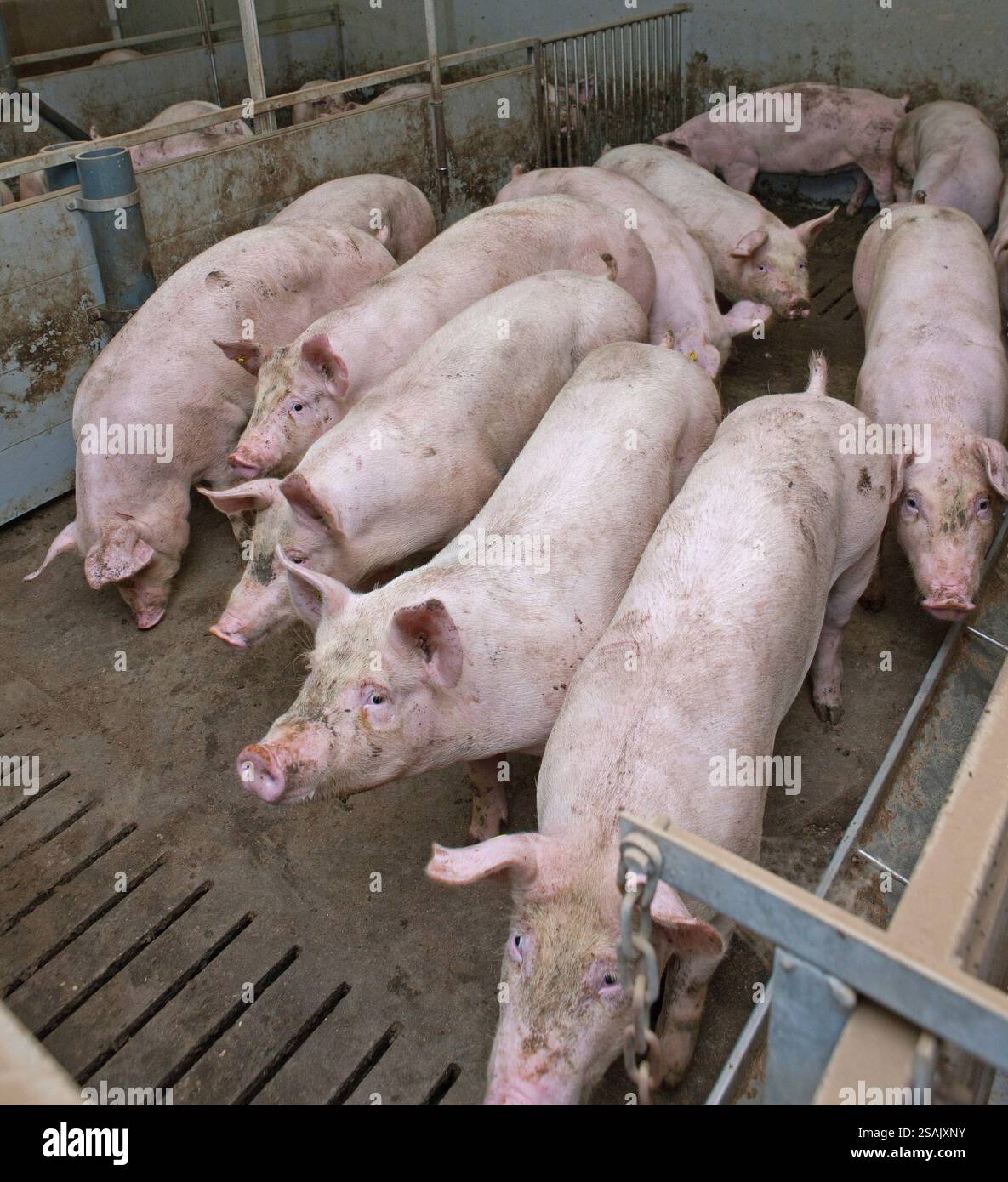 Pig breeding. Pigs and piglets in stable. intensive livestock farming ...