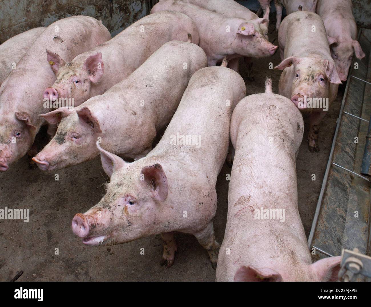 Pig breeding. Pigs and piglets in stable. intensive livestock farming ...
