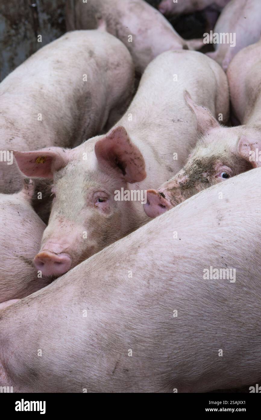 Pig breeding. Pigs and piglets in stable. intensive livestock farming ...