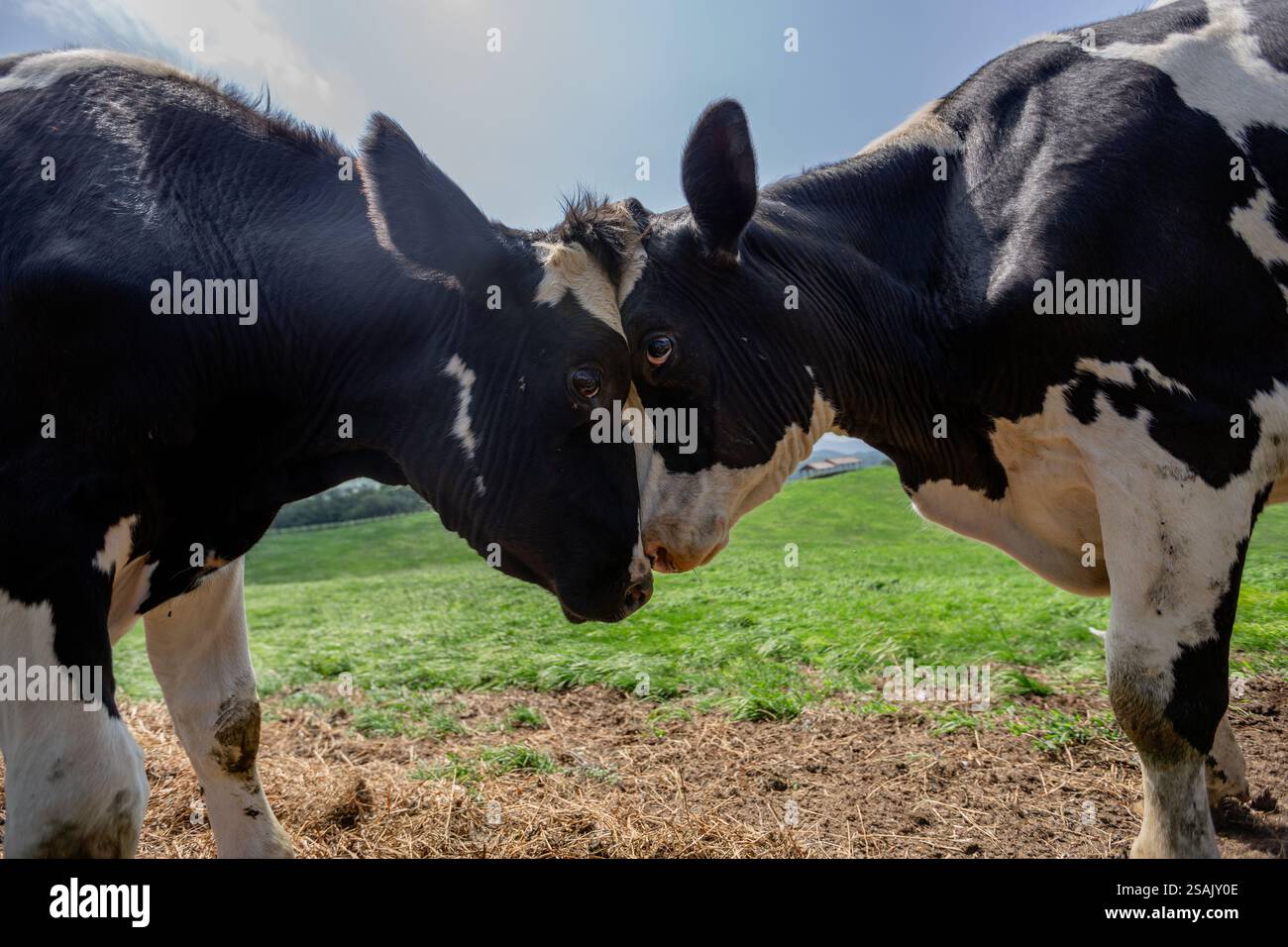 Two Cows Hit Their Heads in the Green Meadows Stock Photo - Alamy