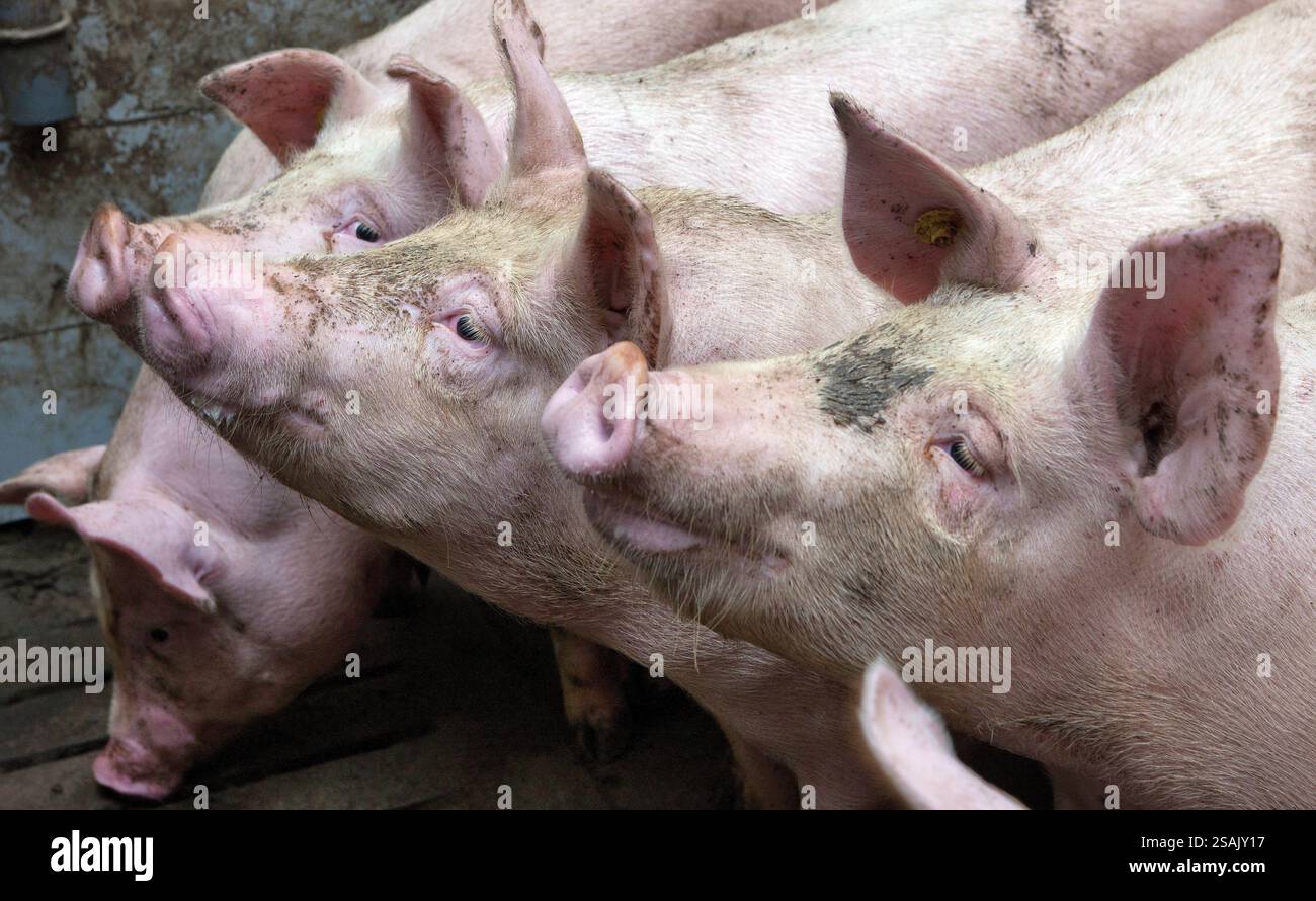 Pig breeding. Pigs and piglets in stable. intensive livestock farming ...