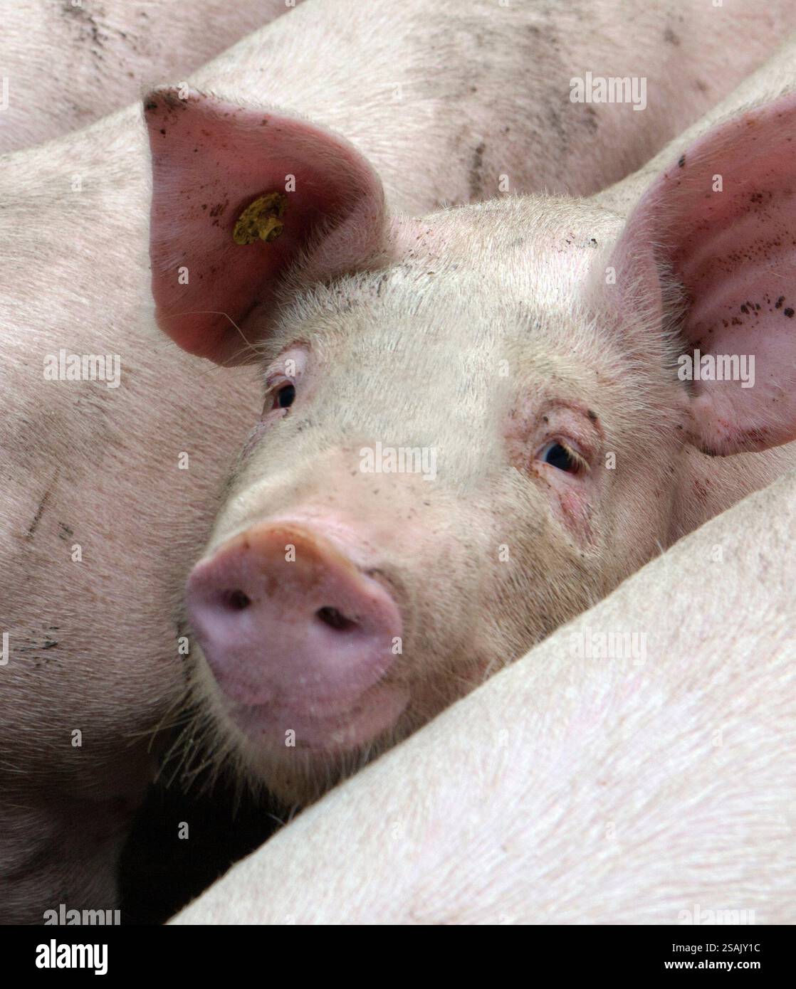 Pig breeding. Pigs and piglets in stable. intensive livestock farming ...