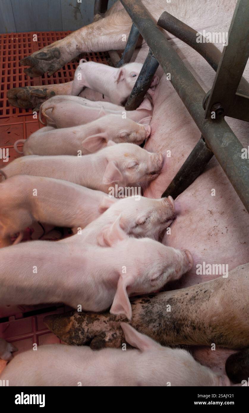 Lactating piglets, drinking milk from the utter of the sow. Pig ...