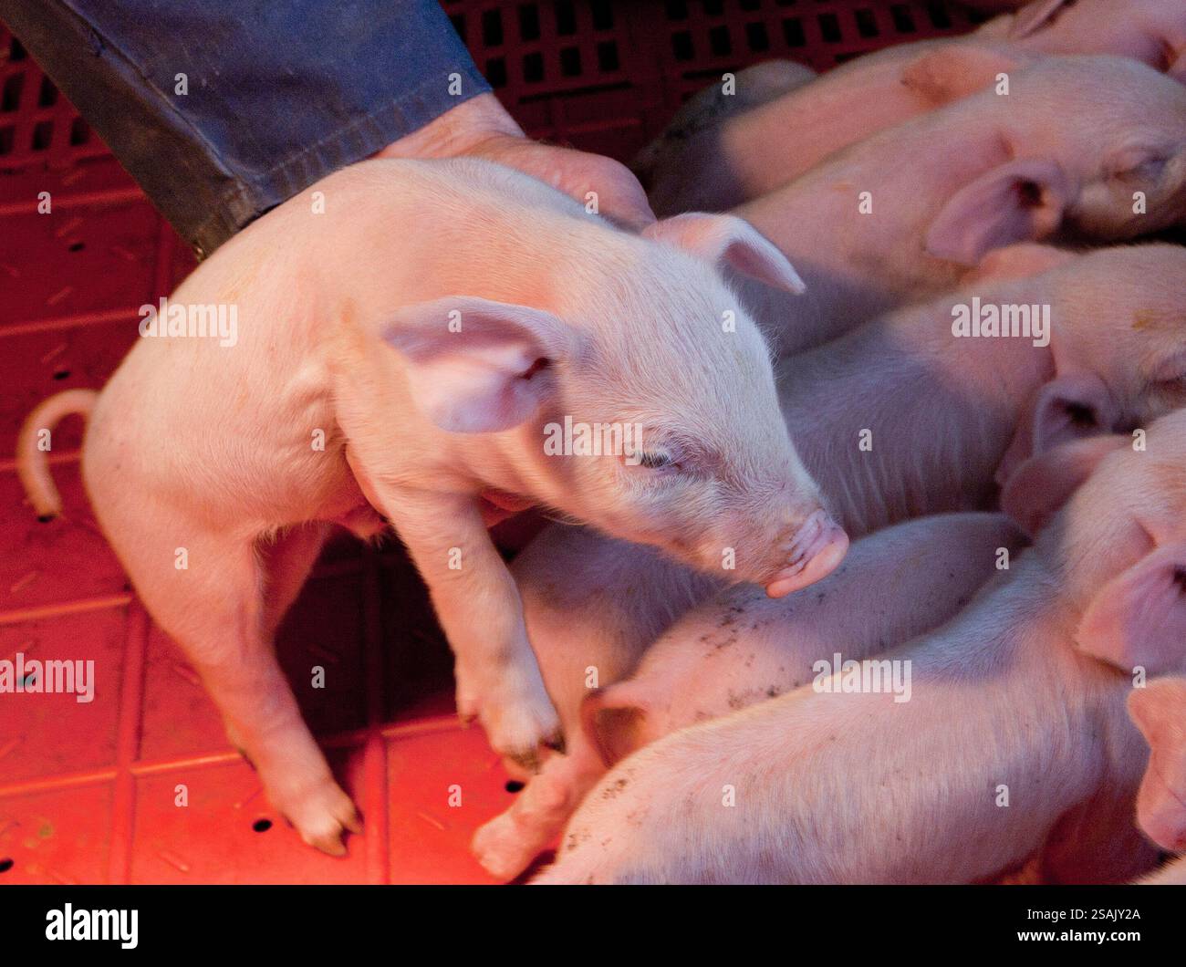 Hand of a farmer holding a tny pglet. Lactating piglets, drinking milk ...