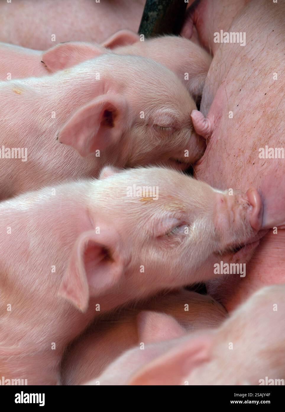 Lactating piglets, drinking milk from the utter of the sow. Pig ...