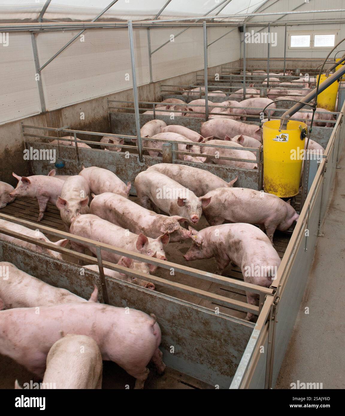 Pig breeding. Pigs and piglets in stable. intensive livestock farming ...