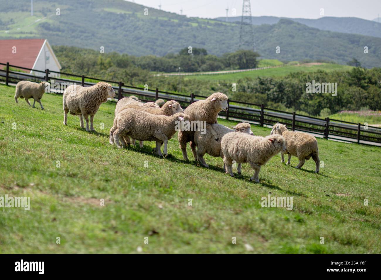 Sheep ranching hi-res stock photography and images - Alamy