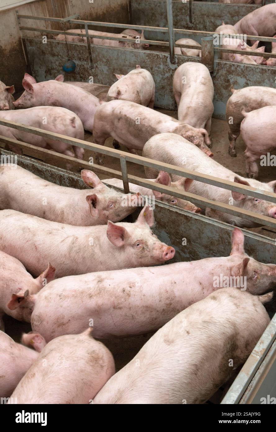 Pig breeding. Pigs and piglets in stable. intensive livestock farming ...