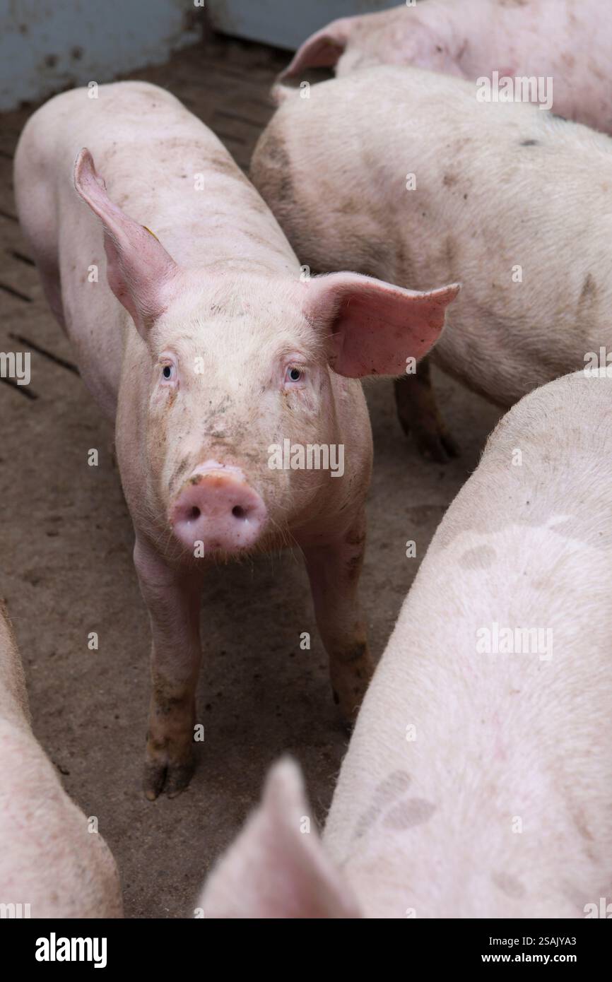Pig breeding. Pigs and piglets in stable. intensive livestock farming ...