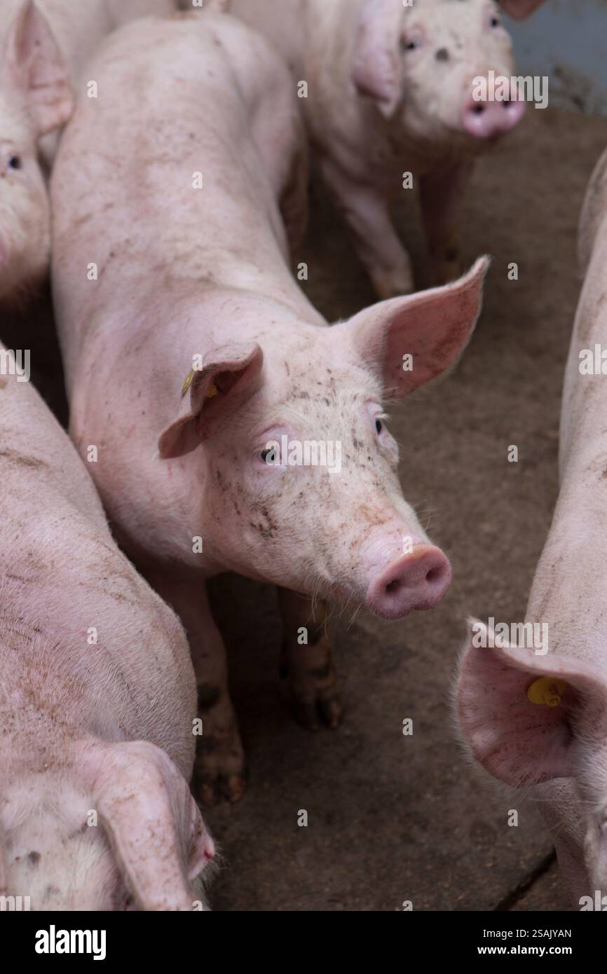 Pig breeding. Pigs and piglets in stable. intensive livestock farming ...